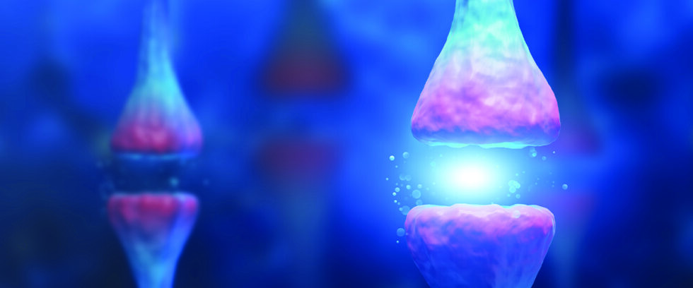 Understanding Your Cannabinoid Receptors - Medical Marijuana, Inc.